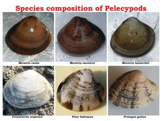 Species composition of Pelecypods & Cephalopods along Uran coast, Navi ...