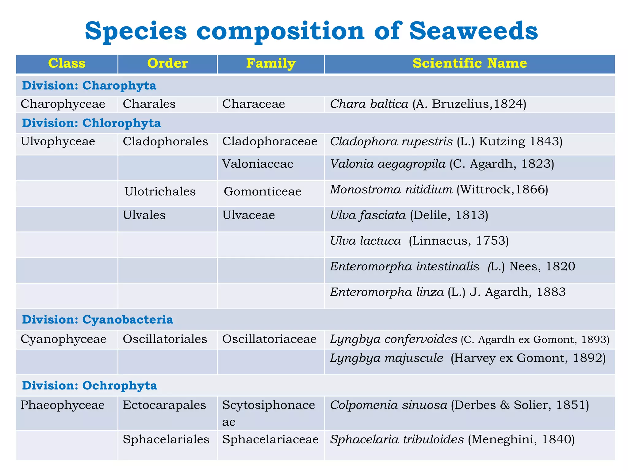 Species composition of Seaweeds at Uran, Navi Mumbai | PDF