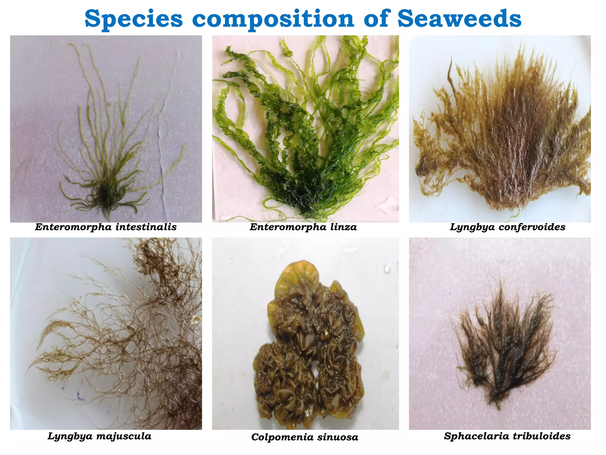 Species composition of Seaweeds at Uran, Navi Mumbai | PDF