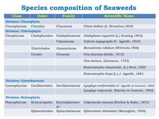Species composition of Seaweeds at Uran, Navi Mumbai | PDF | Geography ...
