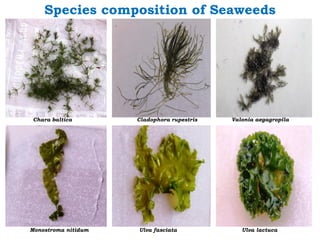 Species composition of Seaweeds at Uran, Navi Mumbai | PDF