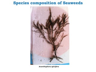 Species composition of Seaweeds at Uran, Navi Mumbai | PDF