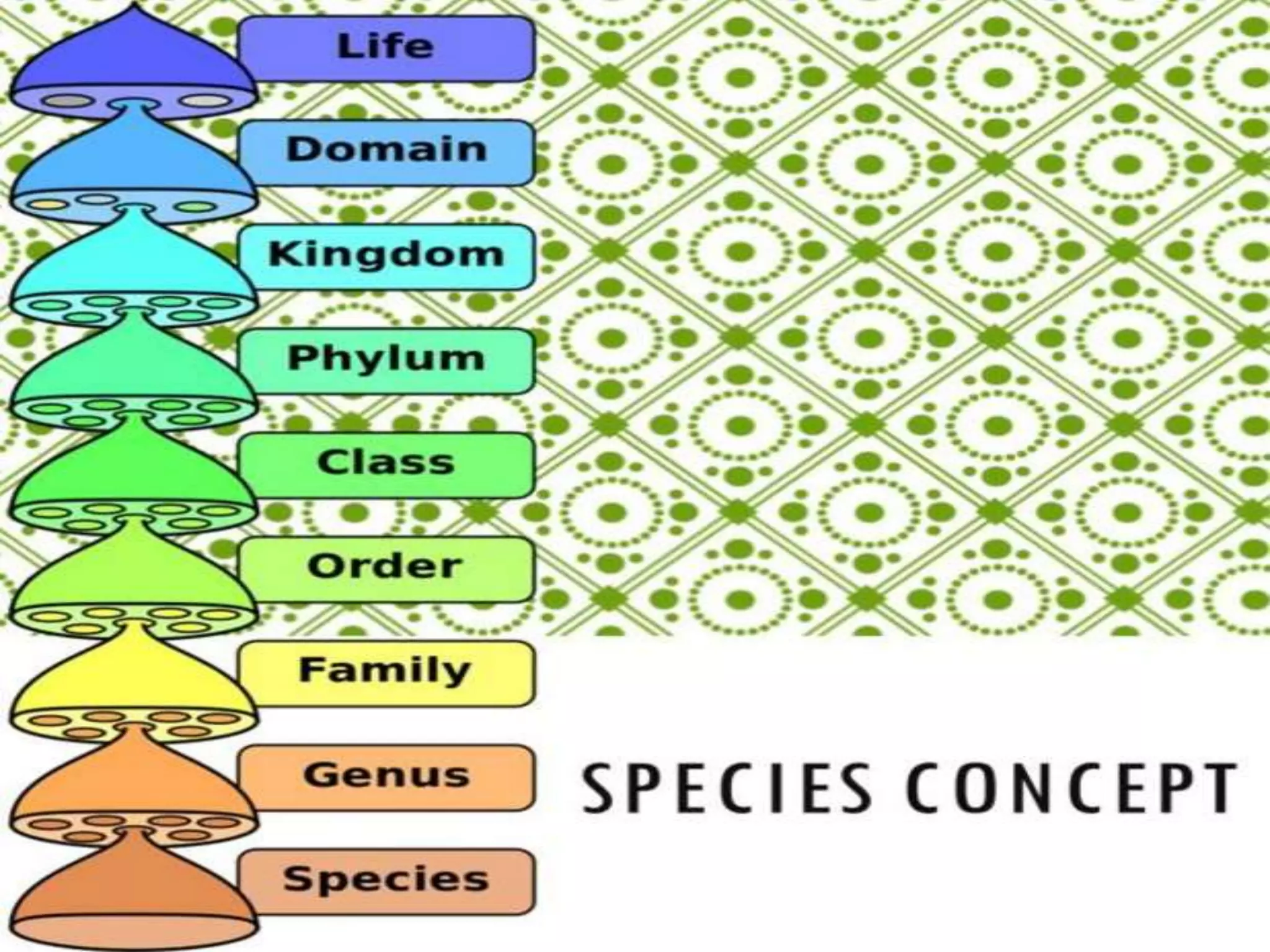 Species concept | PPTX