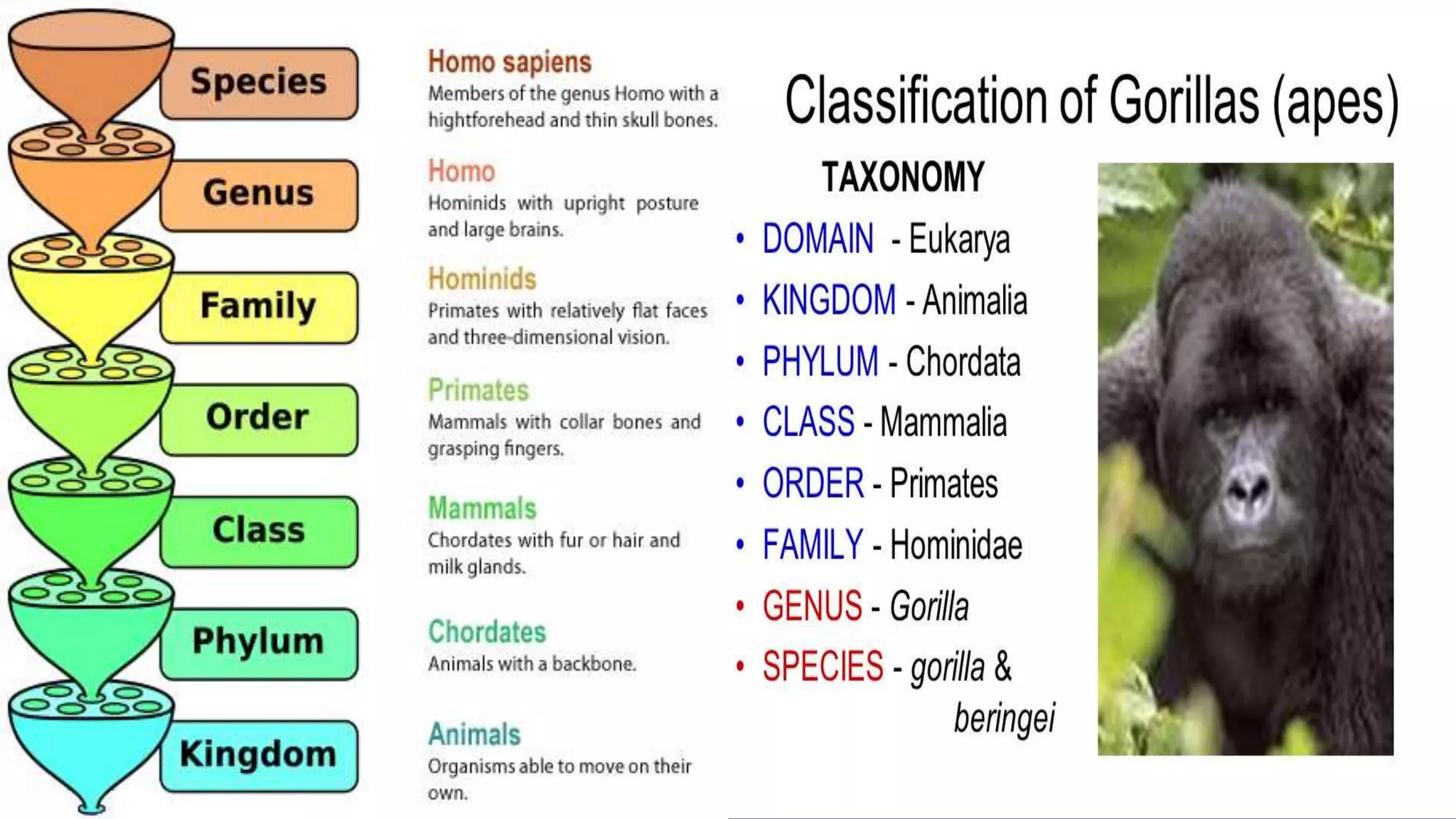SPECIES CONCEPT & HIERARCHICAL TAXONOMIC CLASSIFICATION.pptx