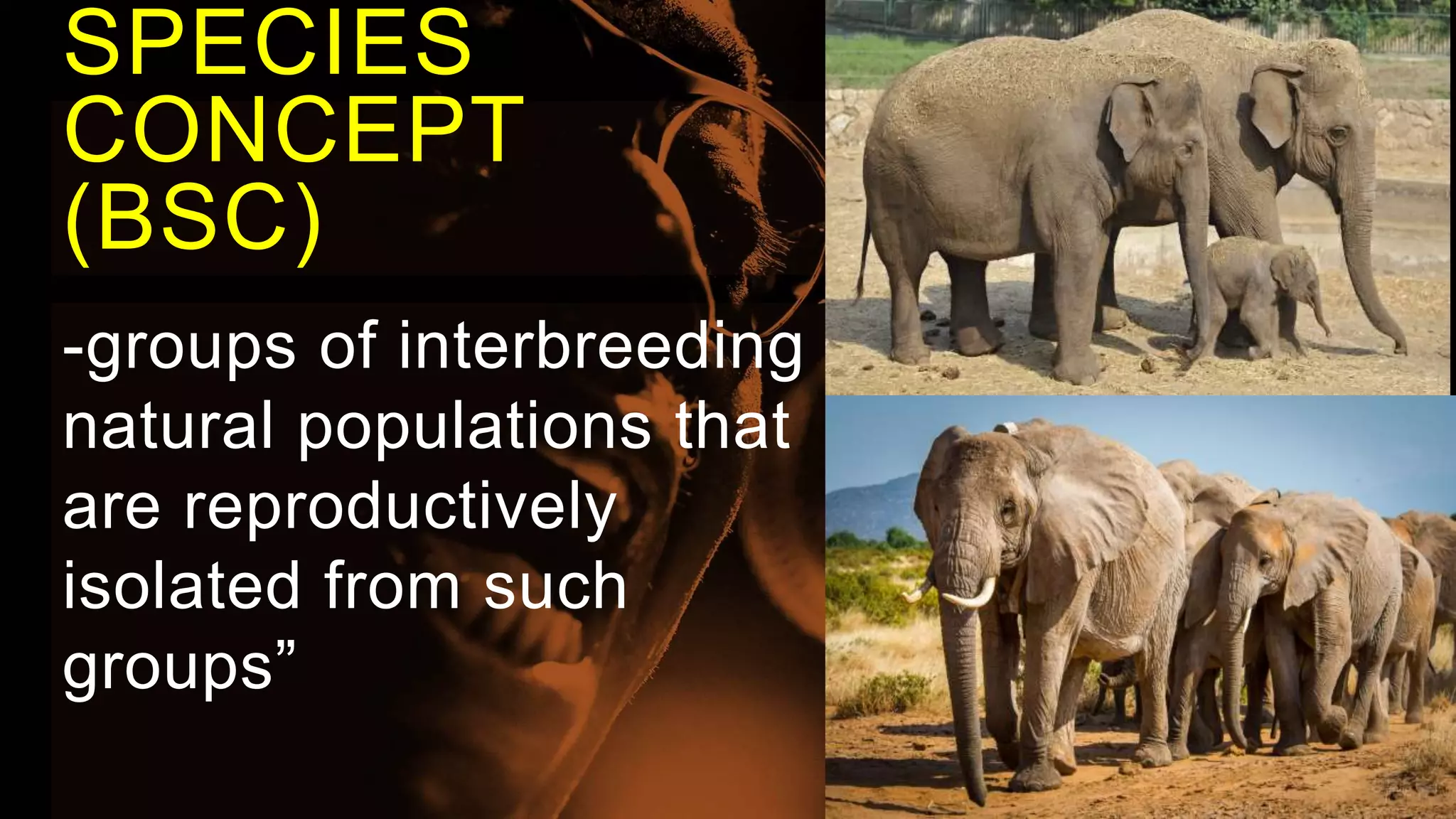 SPECIES CONCEPT & HIERARCHICAL TAXONOMIC CLASSIFICATION.pptx