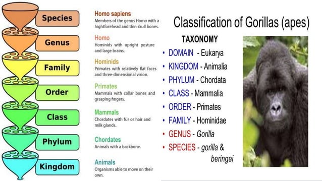 SPECIES CONCEPT & HIERARCHICAL TAXONOMIC CLASSIFICATION.pptx