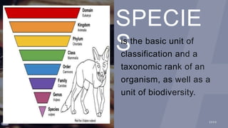 SPECIES CONCEPT & HIERARCHICAL TAXONOMIC CLASSIFICATION.pptx
