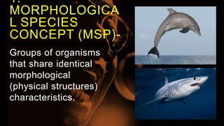 SPECIES CONCEPT & HIERARCHICAL TAXONOMIC CLASSIFICATION.pptx