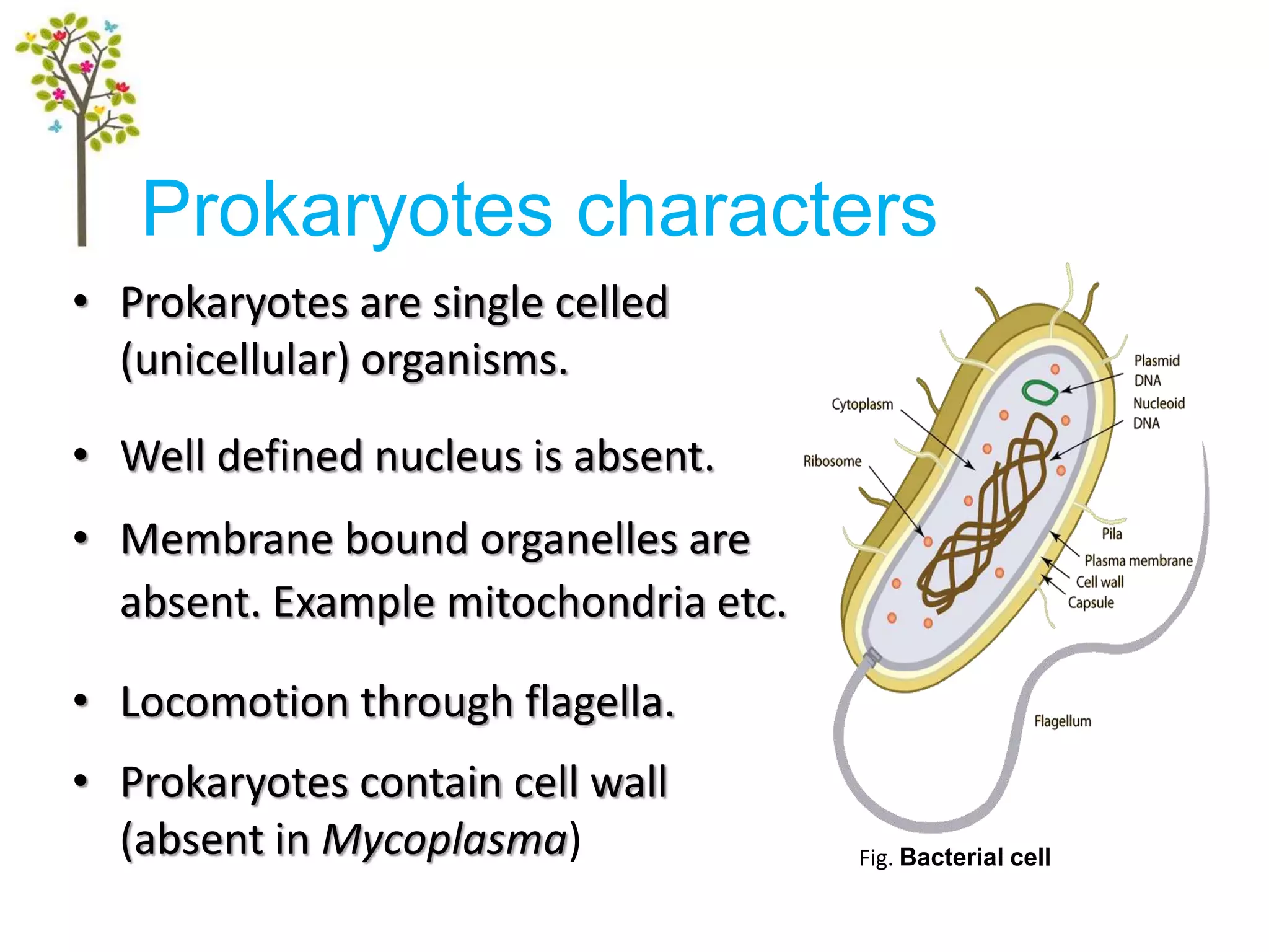 Species concept of prokaryotes | PPTX
