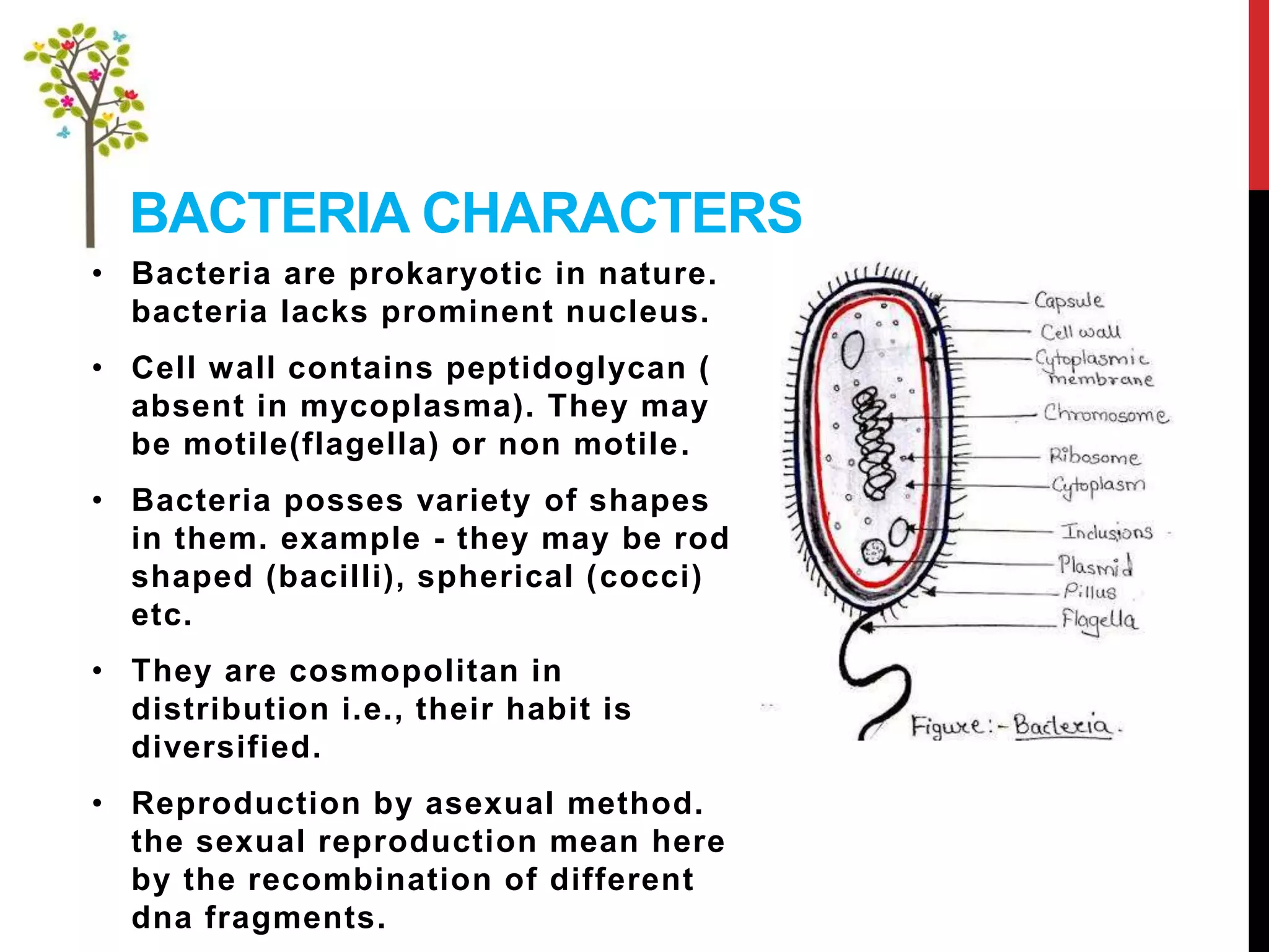 Species concept of prokaryotes | PPTX