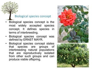 Species concept of prokaryotes | PPTX