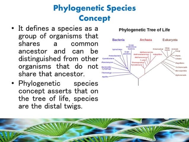 Species concept of prokaryotes | PPTX