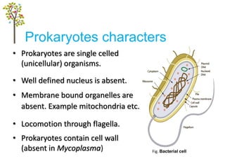 Species concept of prokaryotes | PPTX