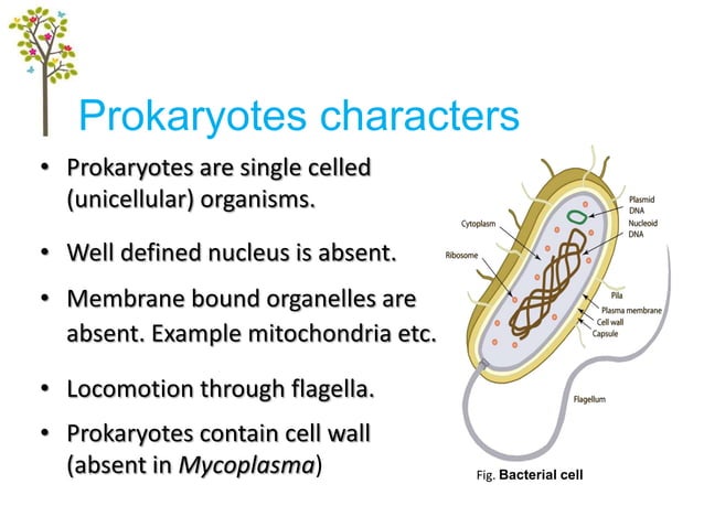 Species concept of prokaryotes | PPTX