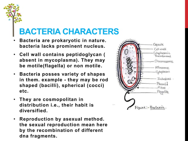 Species concept of prokaryotes | PPTX