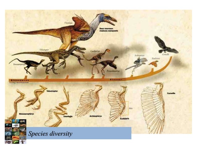 Species diversity | PPTX | Geography | Science