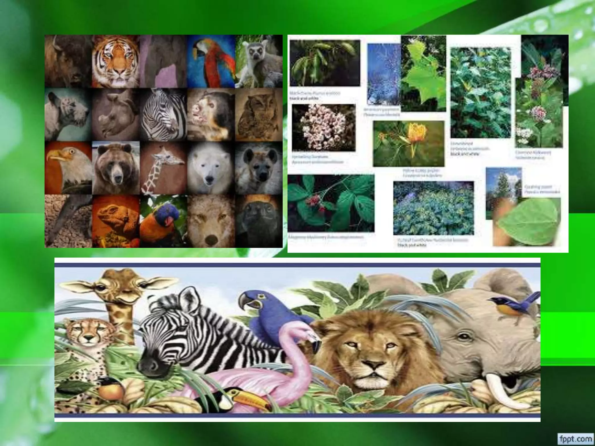 Species diversity | PPTX