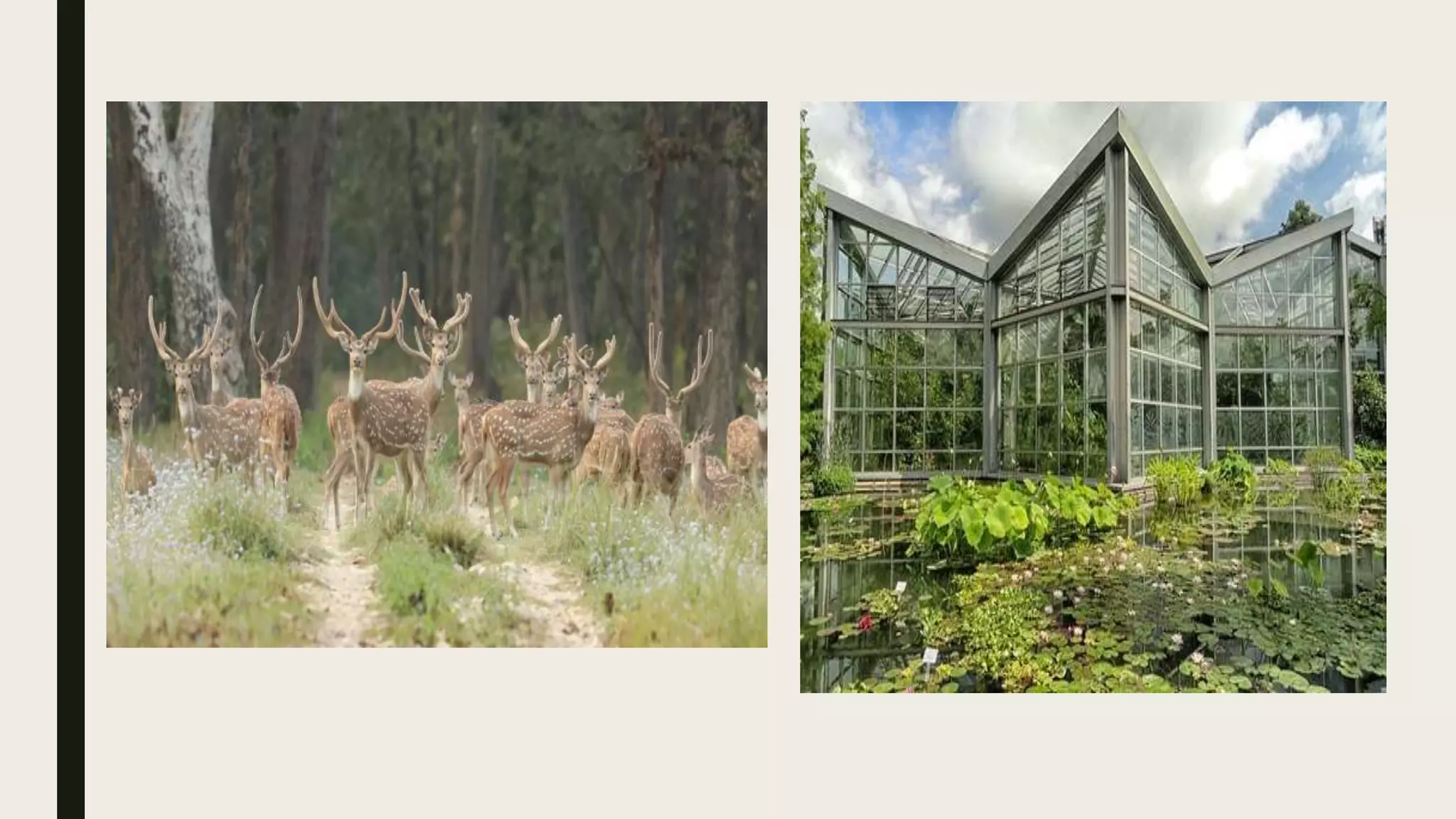 Species diversity (PLANT ECOLOGY) | PPTX