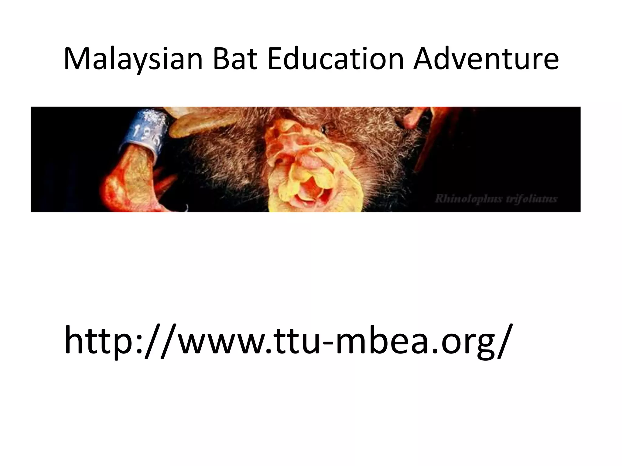 Species Diversity In Malaysian Bats Exercise | PPT | Free Download