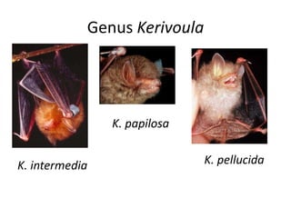 Species Diversity In Malaysian Bats Exercise | PPTX