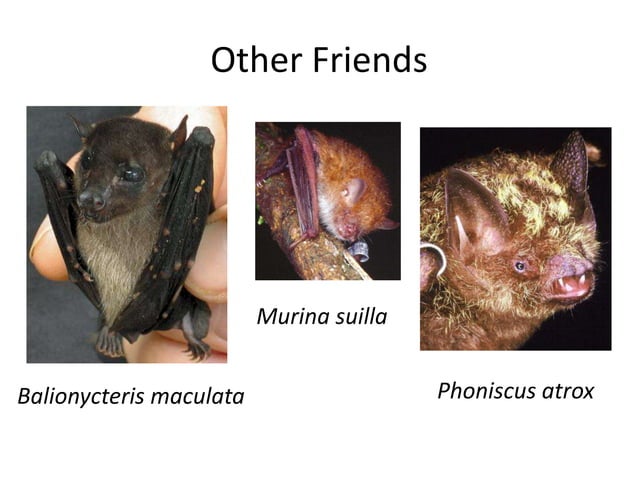 Species Diversity In Malaysian Bats Exercise | PPT