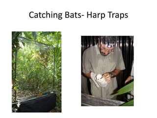 Species Diversity In Malaysian Bats Exercise | PPTX