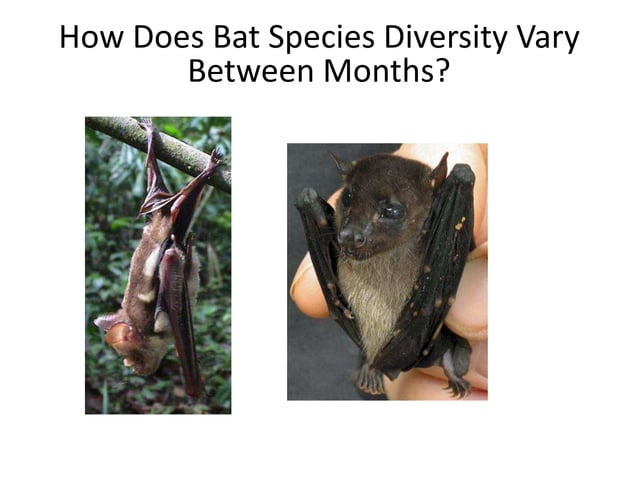 Species Diversity In Malaysian Bats Exercise | PPT