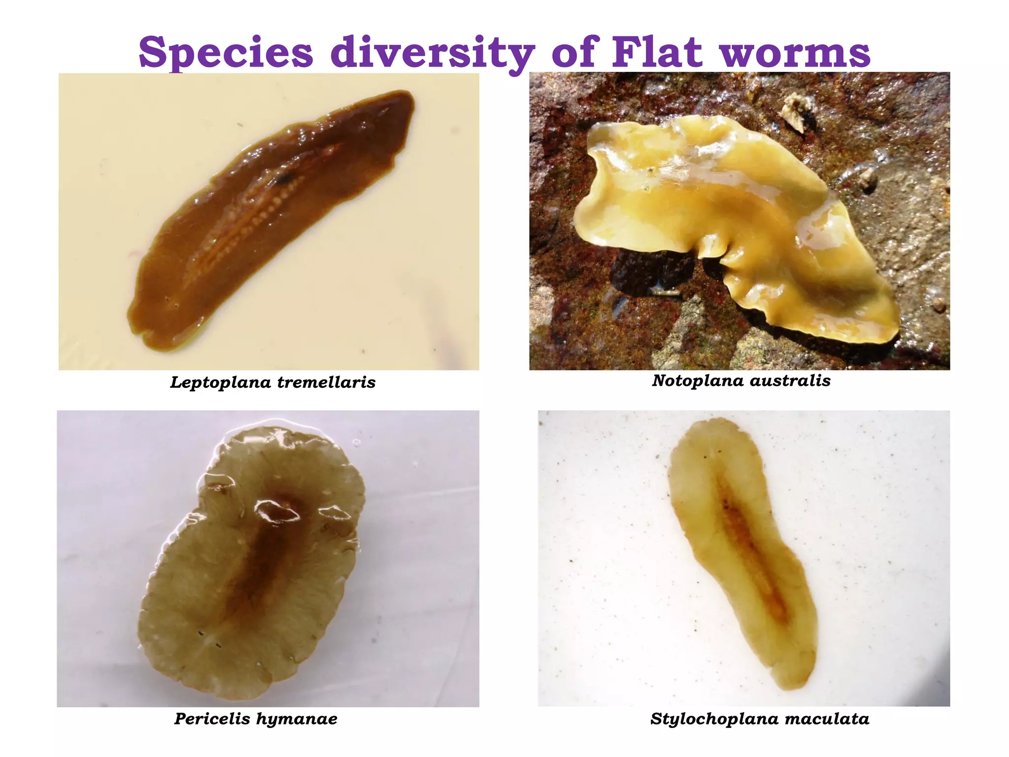 Species diversity of Soft corals, Flat worms & Polychaetes at Uran ...