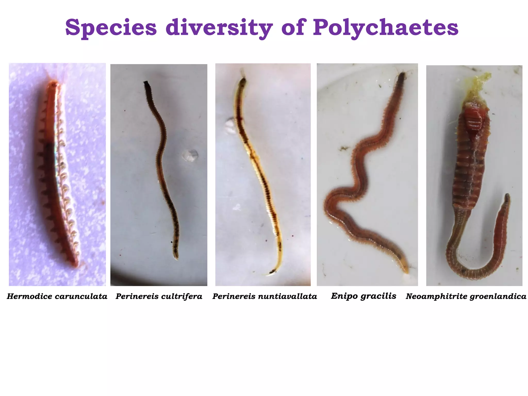 Species diversity of Soft corals, Flat worms & Polychaetes at Uran ...