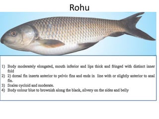 Species identification | PPTX