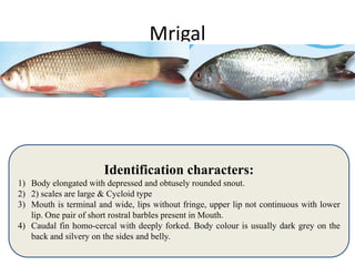 Species identification | PPTX | Fish and Aquariums | Pets