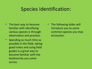 ONTAP - Species Identification 2 | PPT