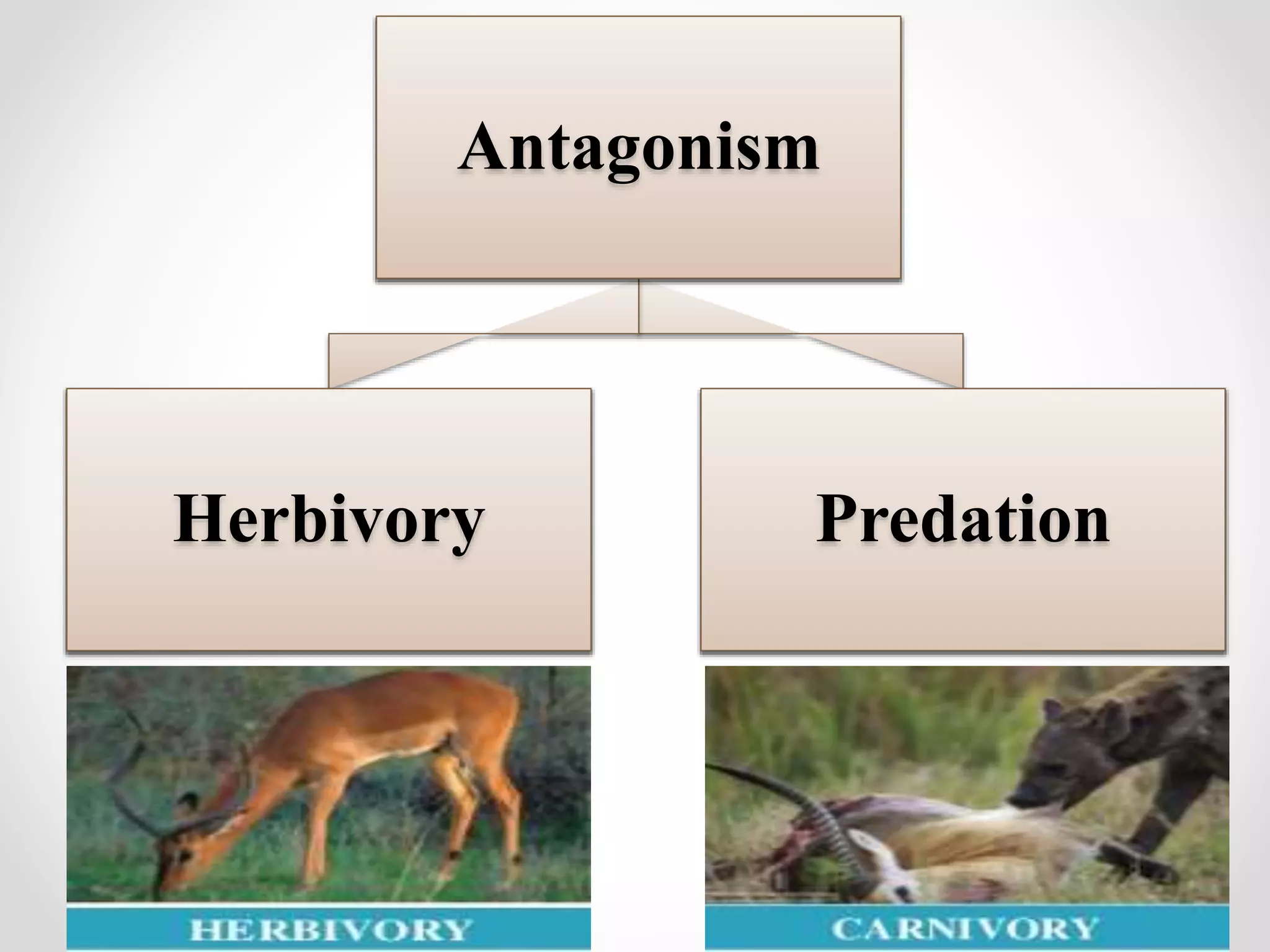 Species interaction between organism. | PPTX