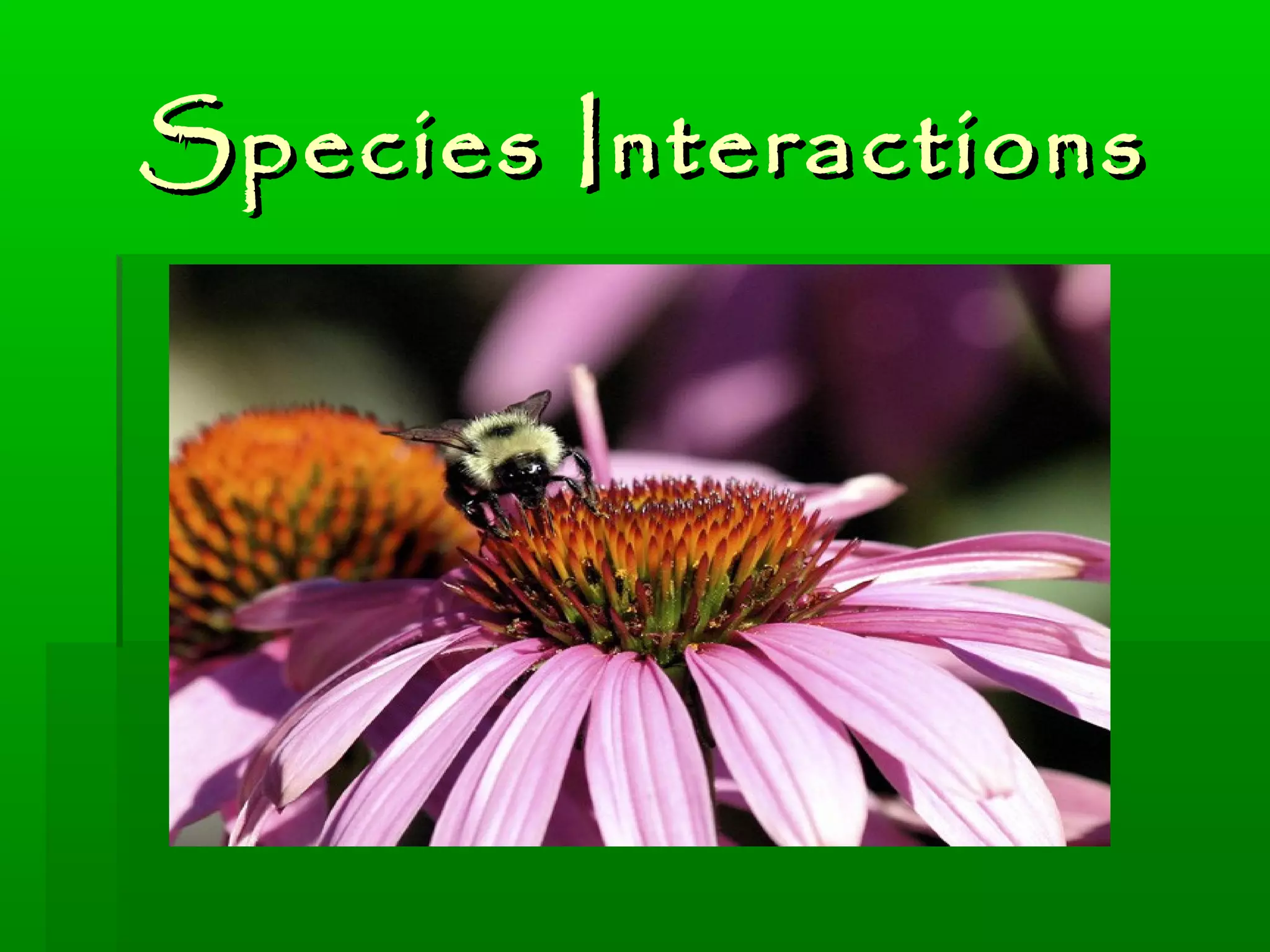 Species Interactions | PPT