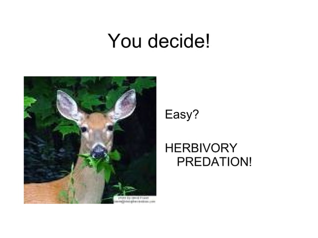 Species Interactions | PPT