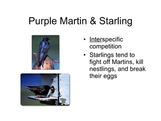 Species Interactions | PPT