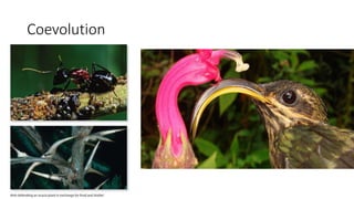 Species interactions | PPTX