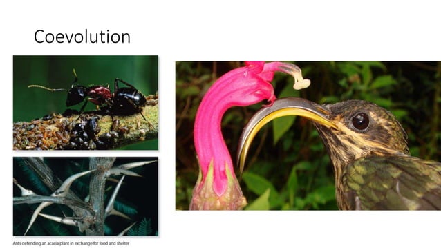 Species interactions | PPT
