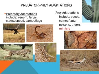 Species interactions comm ecology | PPT | Biological Sciences | Science