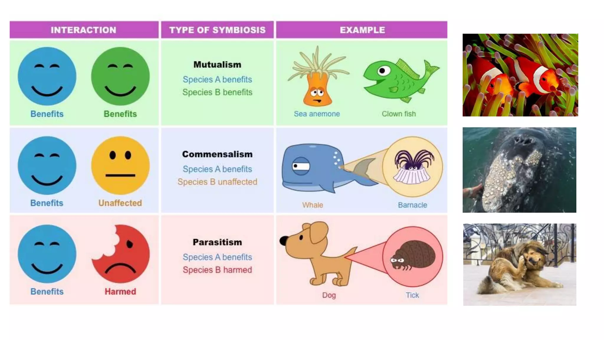 Species interactions | PPTX