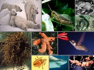 "Interactions of organisms in ecosystem" | PPT