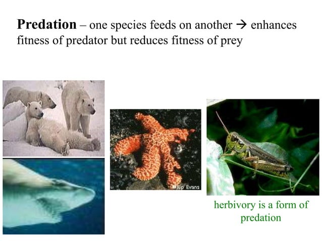 "Interactions of organisms in ecosystem" | PPT