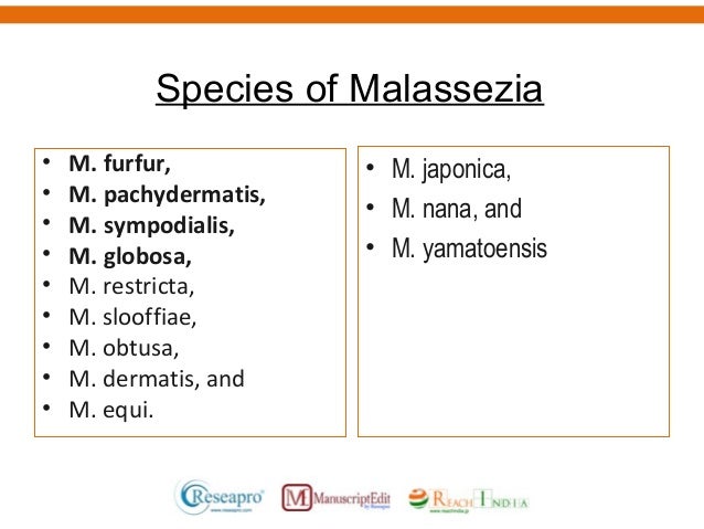 Infection Species Malassezia Part 1