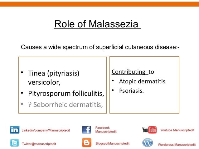 Infection Species Malassezia Part 1