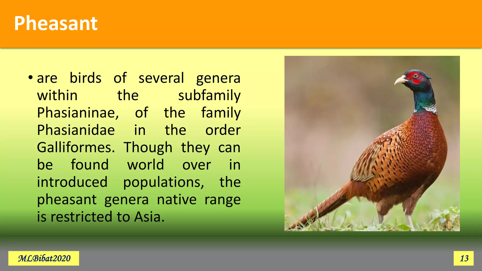 Species of POULTRY | PDF