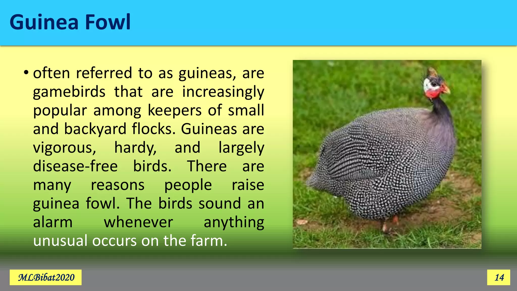Species of POULTRY | PDF