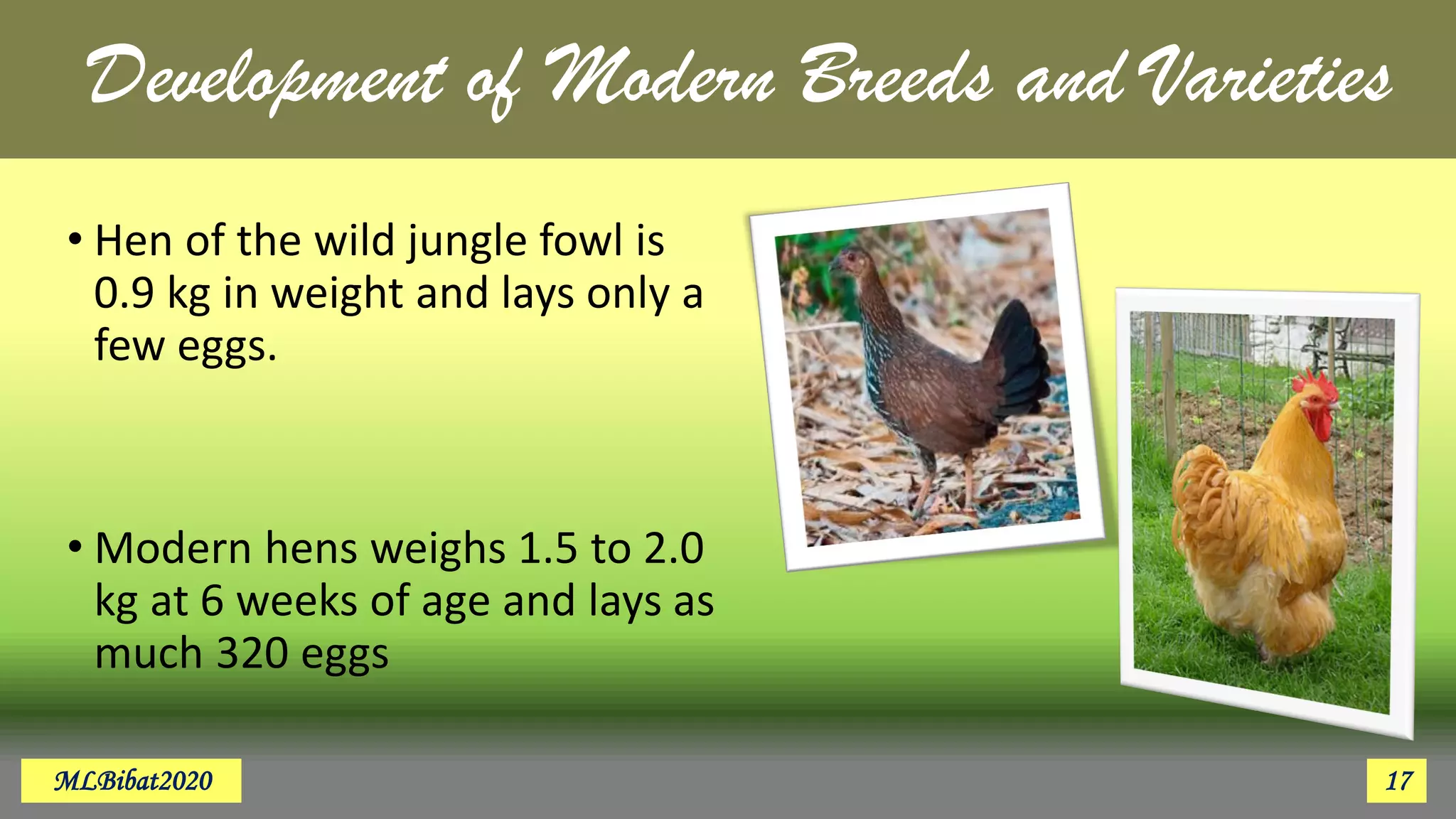 Species of POULTRY | PDF
