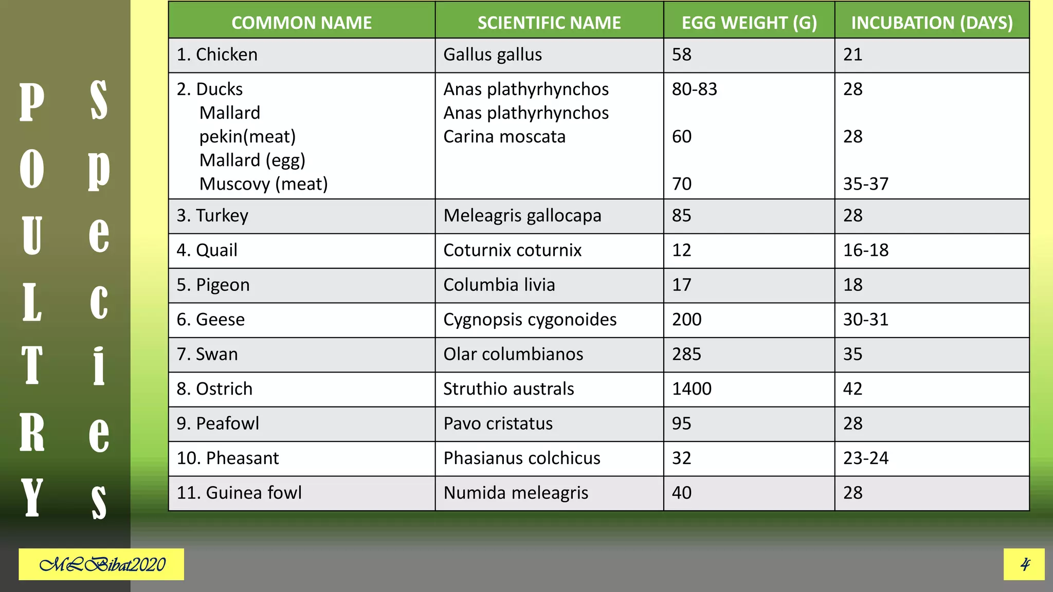 Species of POULTRY | PDF