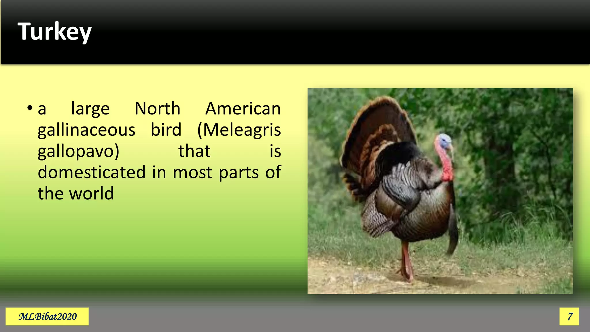 Species of POULTRY | PDF