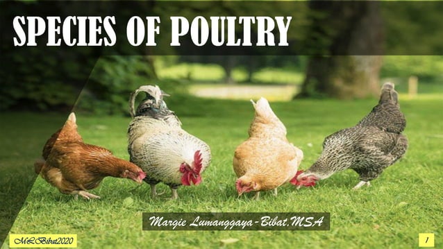Species of POULTRY | PDF | Birdwatching | Hobbies & Interests